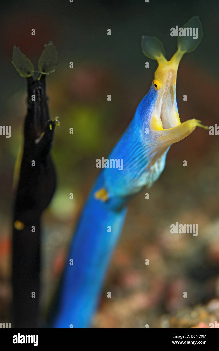 Juvenile eel young eel hi-res stock photography and images - Alamy