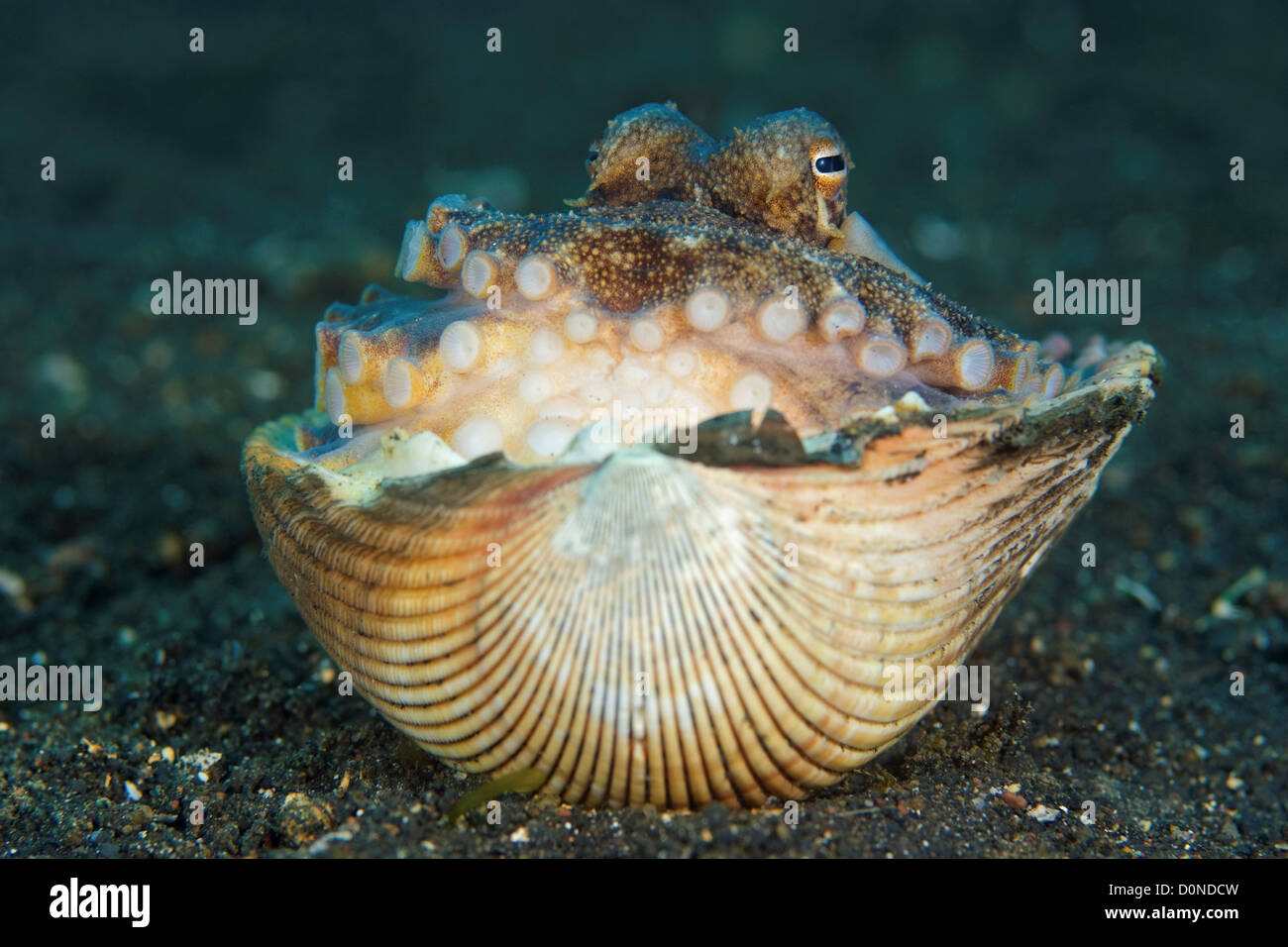 Veined Octopus Using a Shell Stock Photo - Alamy
