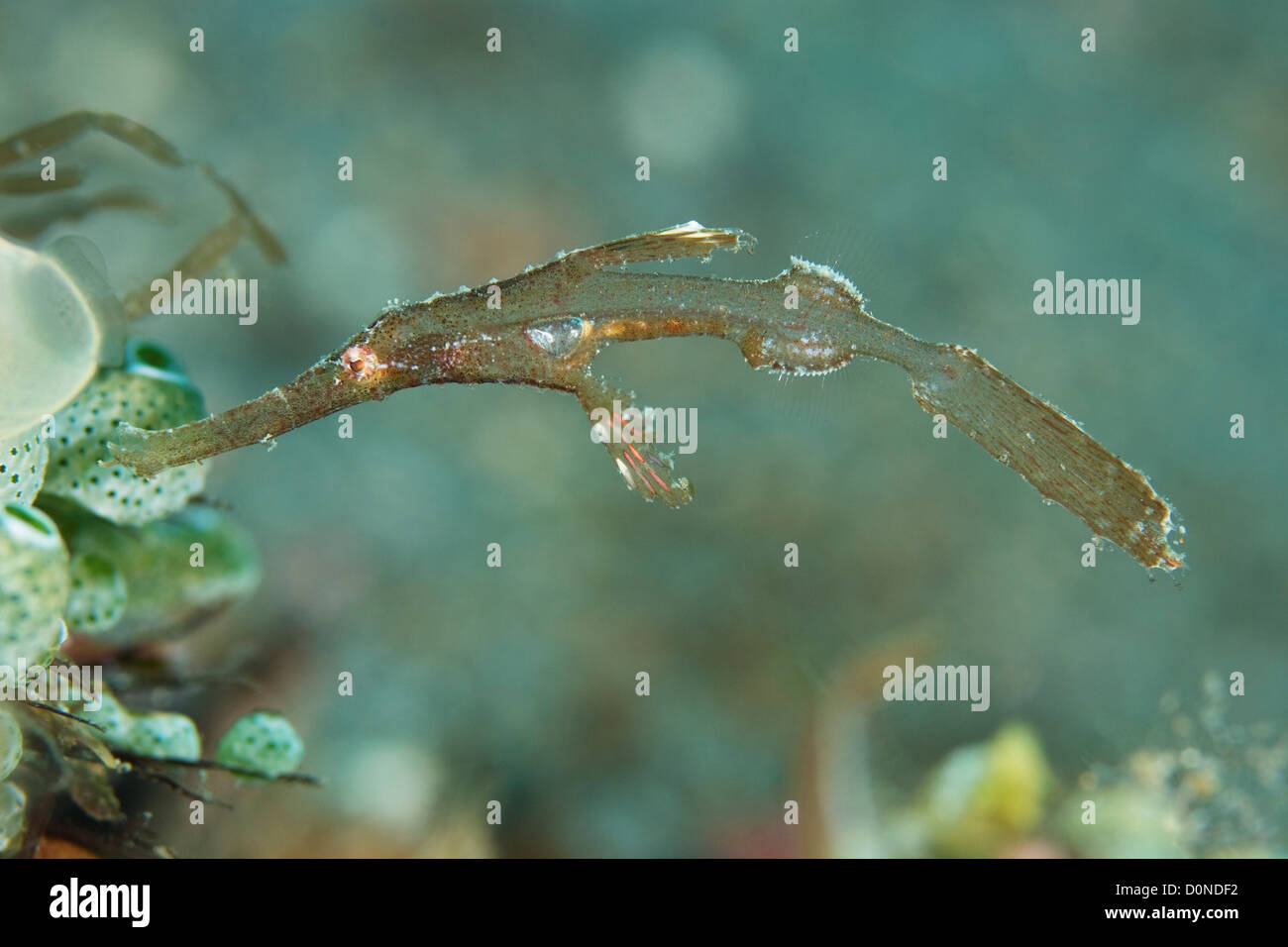 Juvenile Robust Ghost Pipefish Stock Photo - Alamy