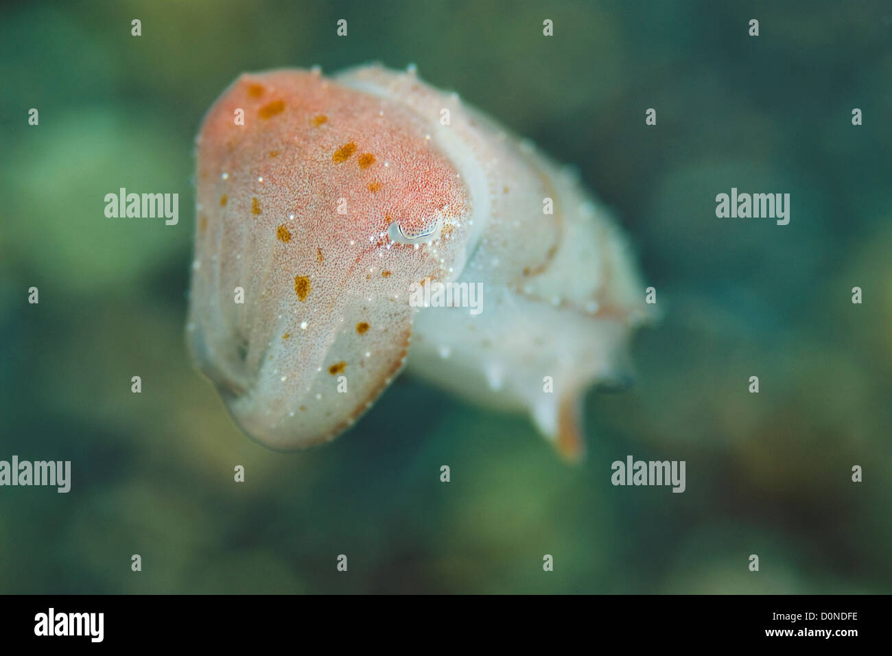 Juvenile Broadclub Cuttlefish Stock Photo - Alamy