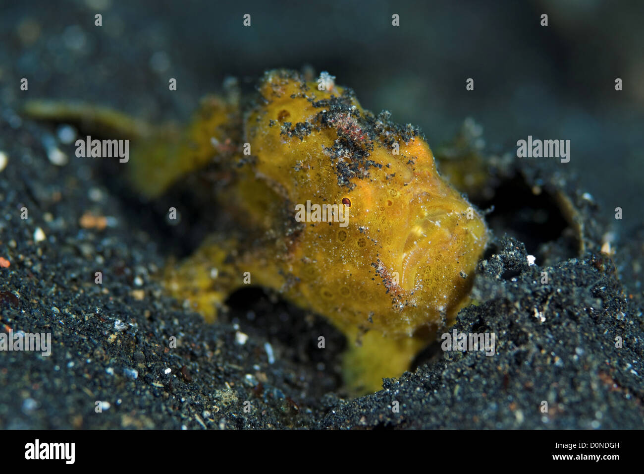 Frogfish open mouth hi-res stock photography and images - Alamy