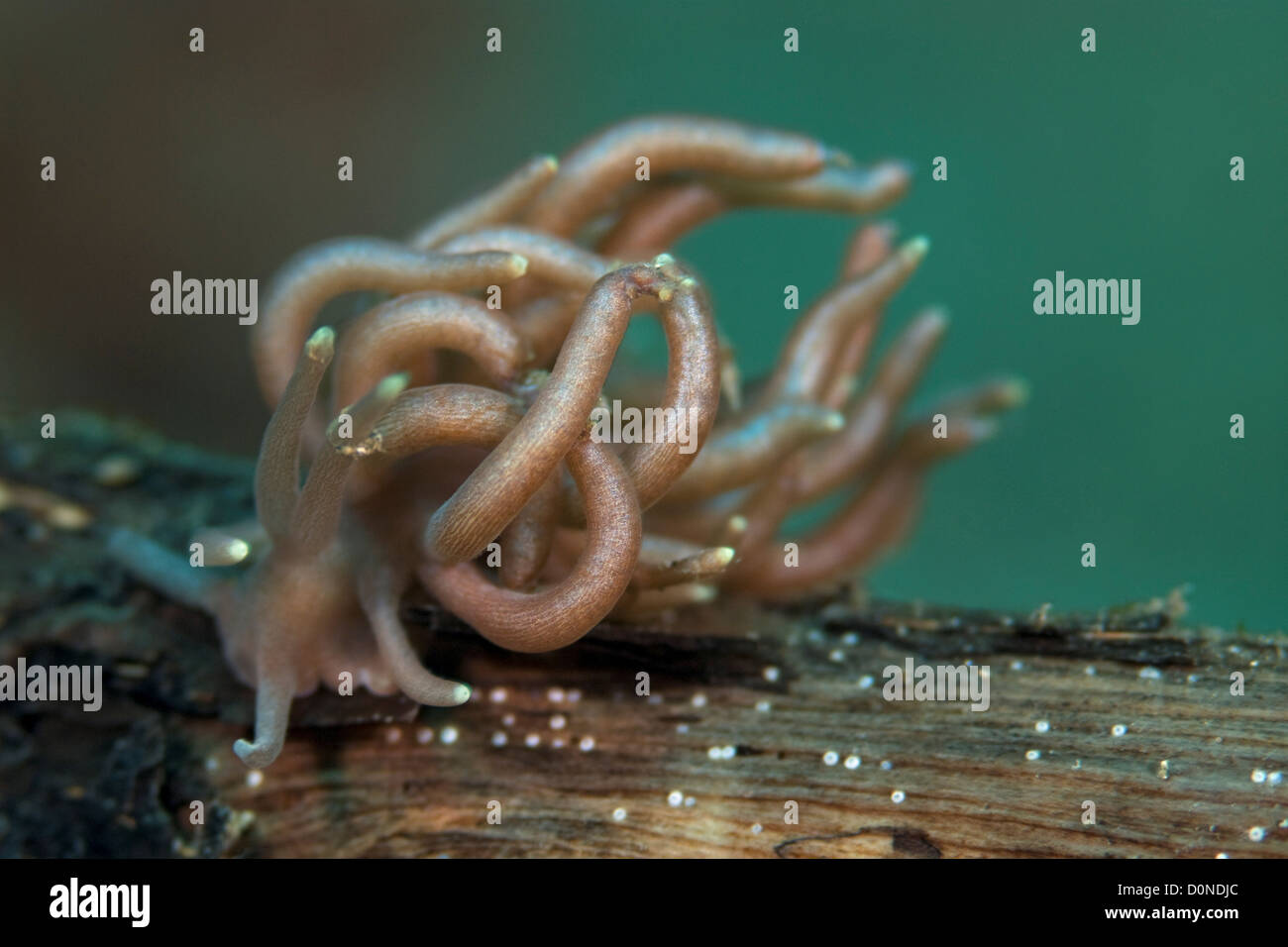 Phyllodesmium briareum Sea Slug Stock Photo - Alamy