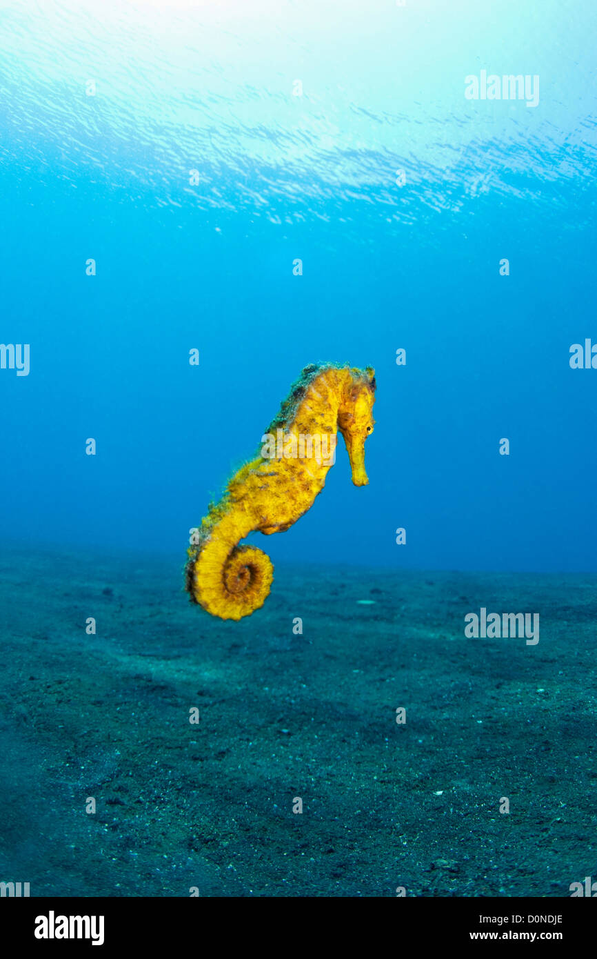 Seahorse side view hi-res stock photography and images - Alamy