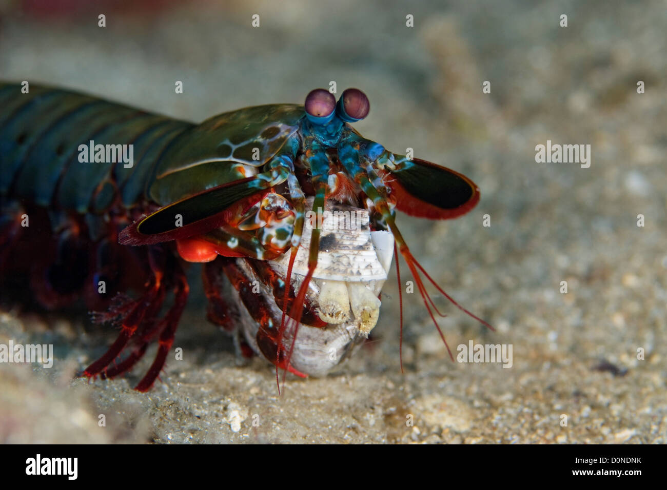 Mantis Shrimp Eating a Bivalve Stock Photo - Alamy