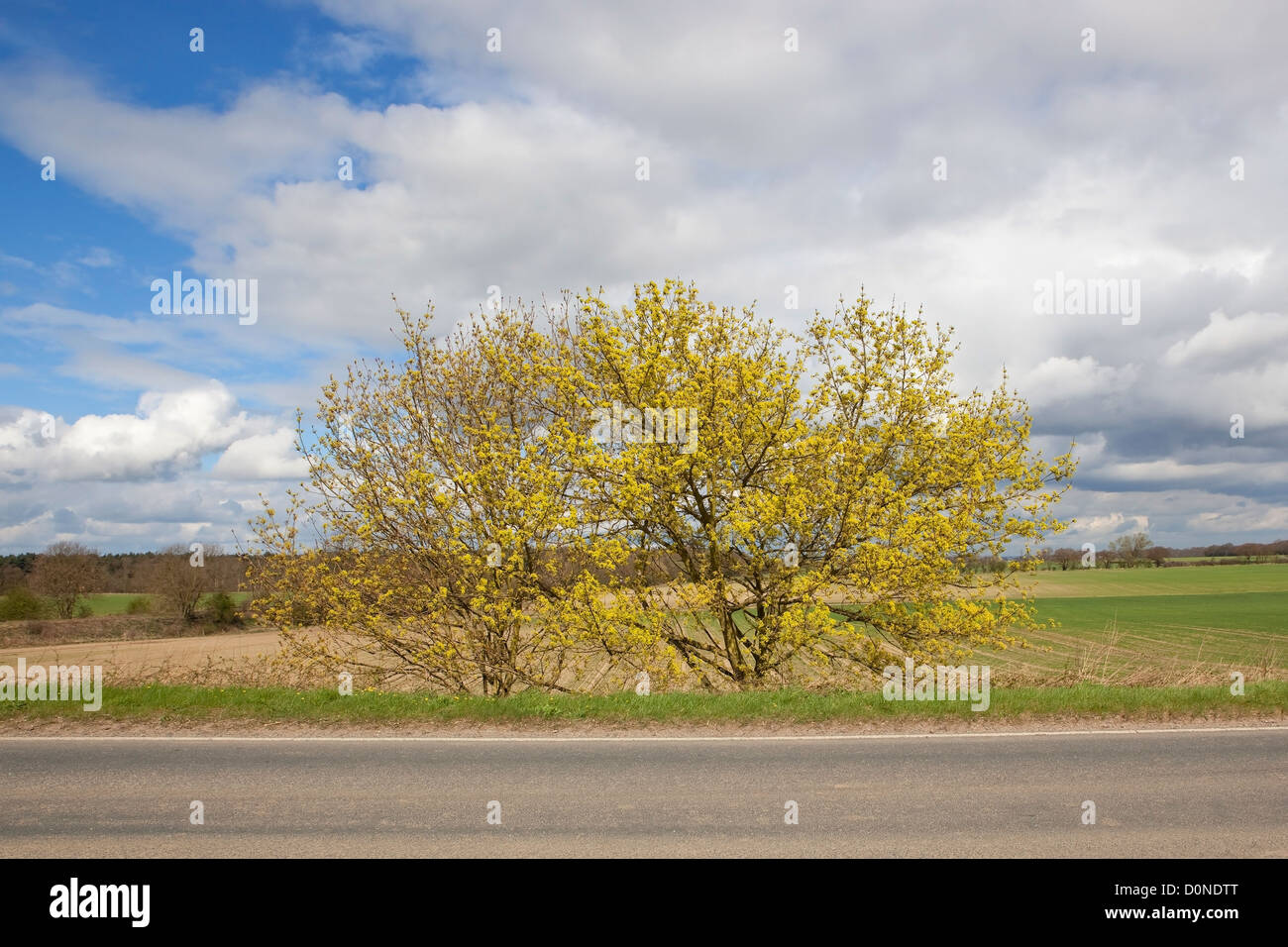An English springtime landscape with a roadside maple tree in full ...