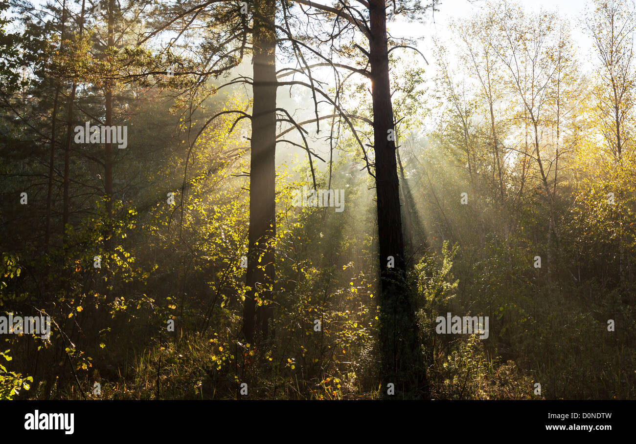Sunny beams in forest Stock Photo - Alamy