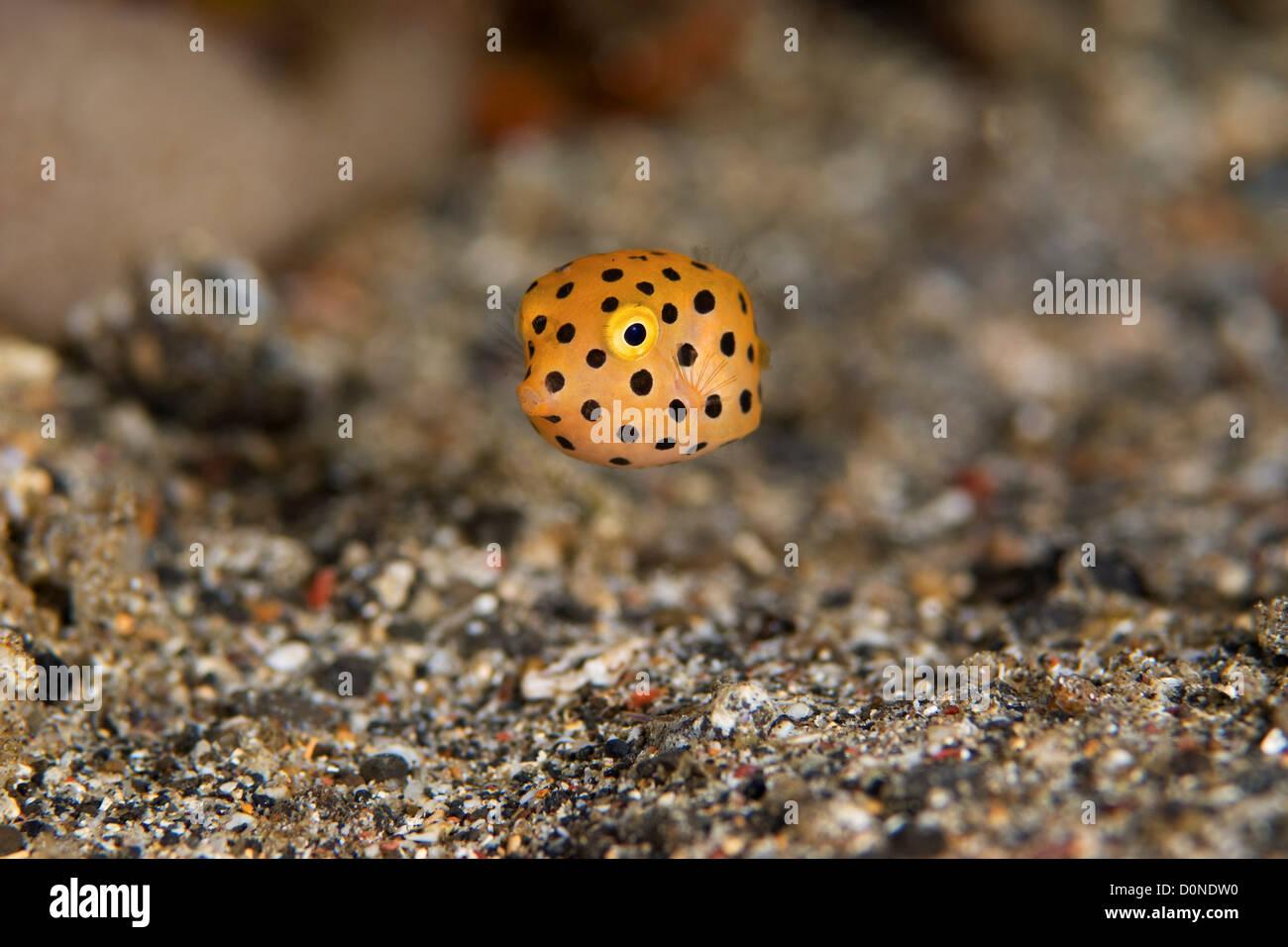 Juvenile Cube Boxfish Stock Photo - Alamy