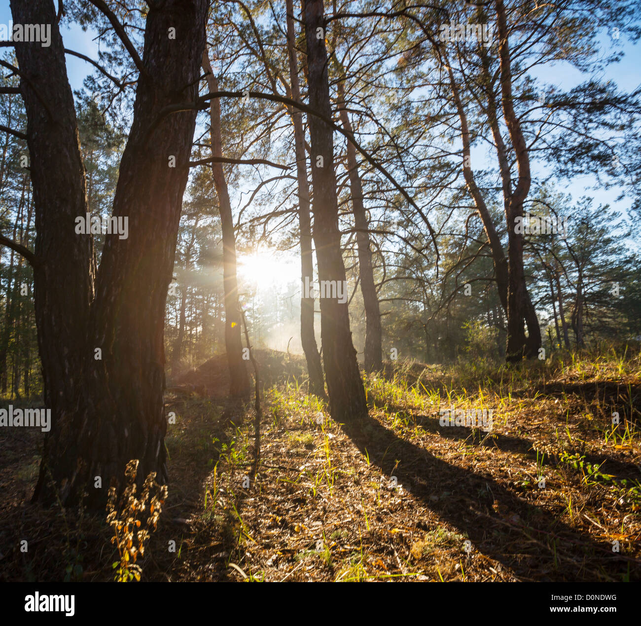 Sunny beams in forest Stock Photo - Alamy