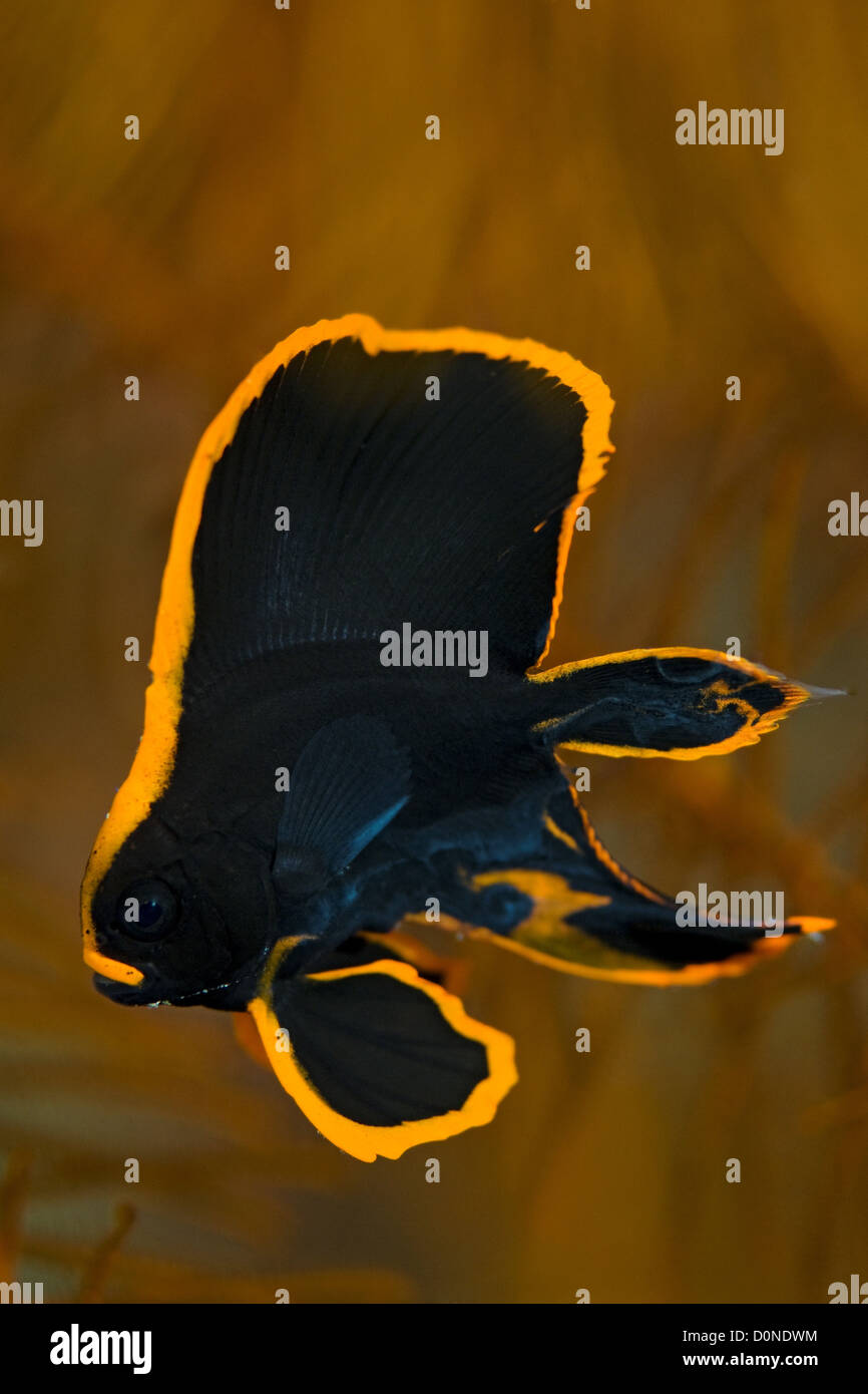 Pinnate spadefish hi-res stock photography and images - Alamy