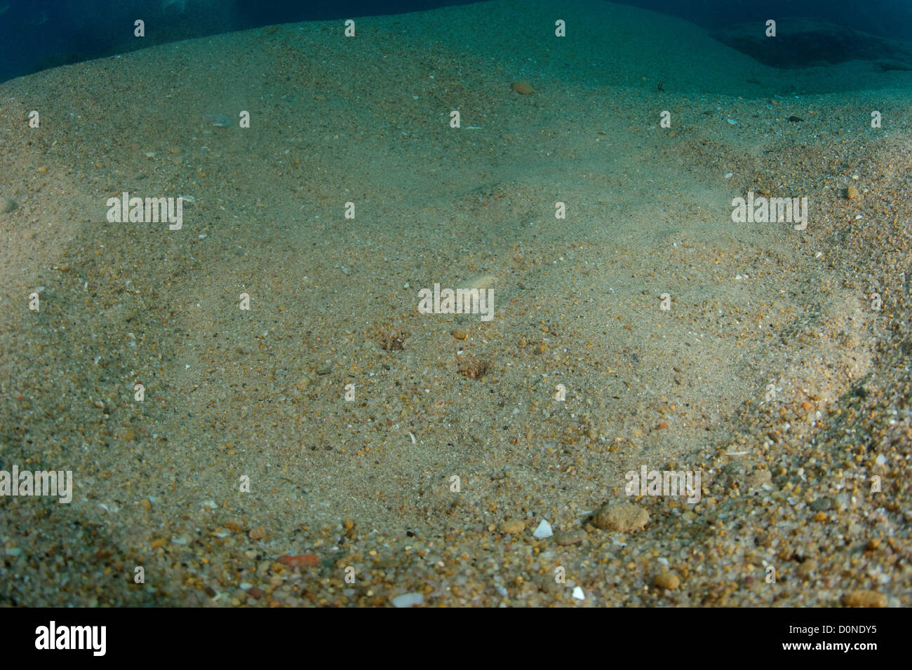 Blackspotted Torpedo Ray Stock Photo - Alamy