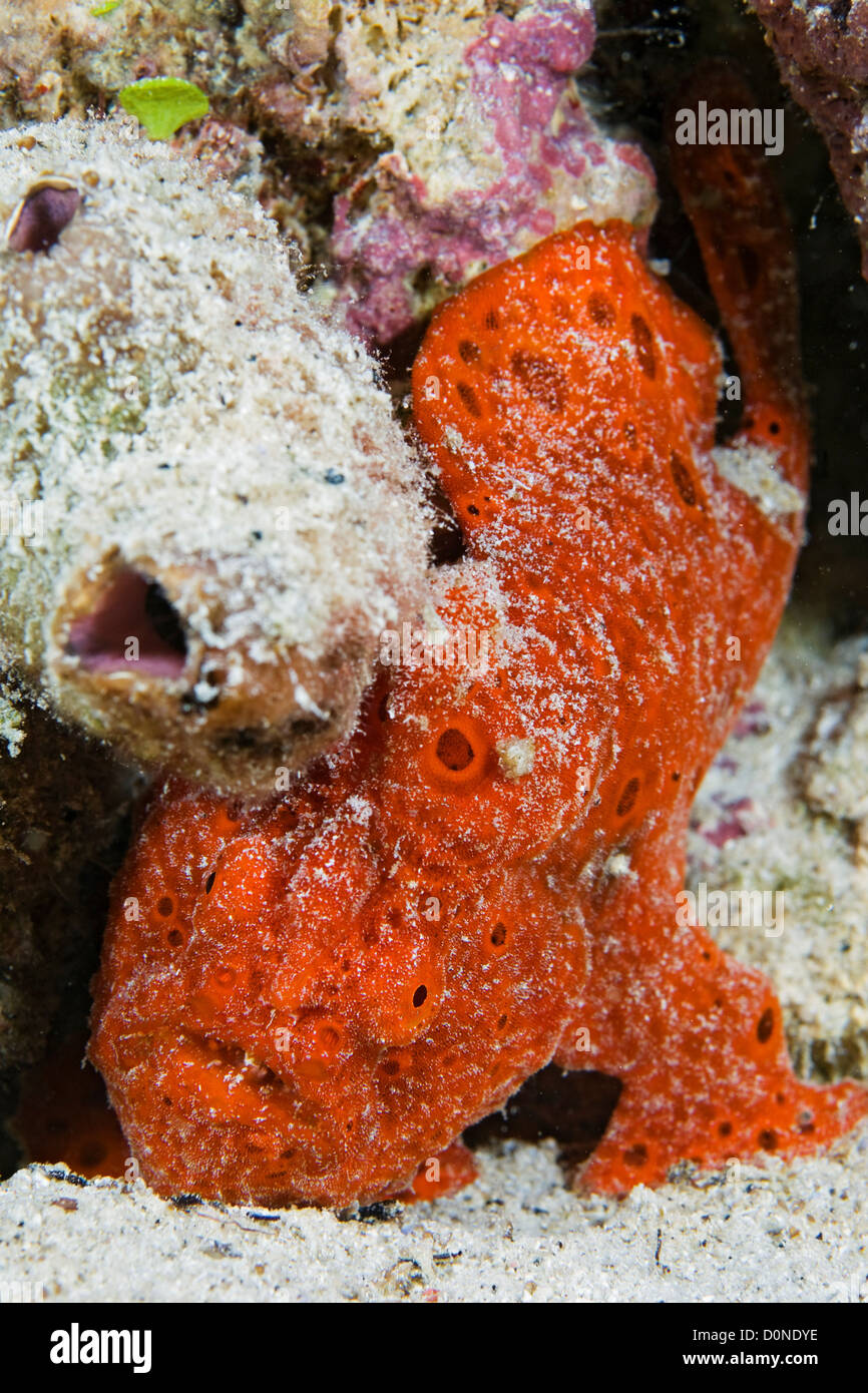 A red painted frogfish (Antennarius pictus) hunkers down in the sand ...