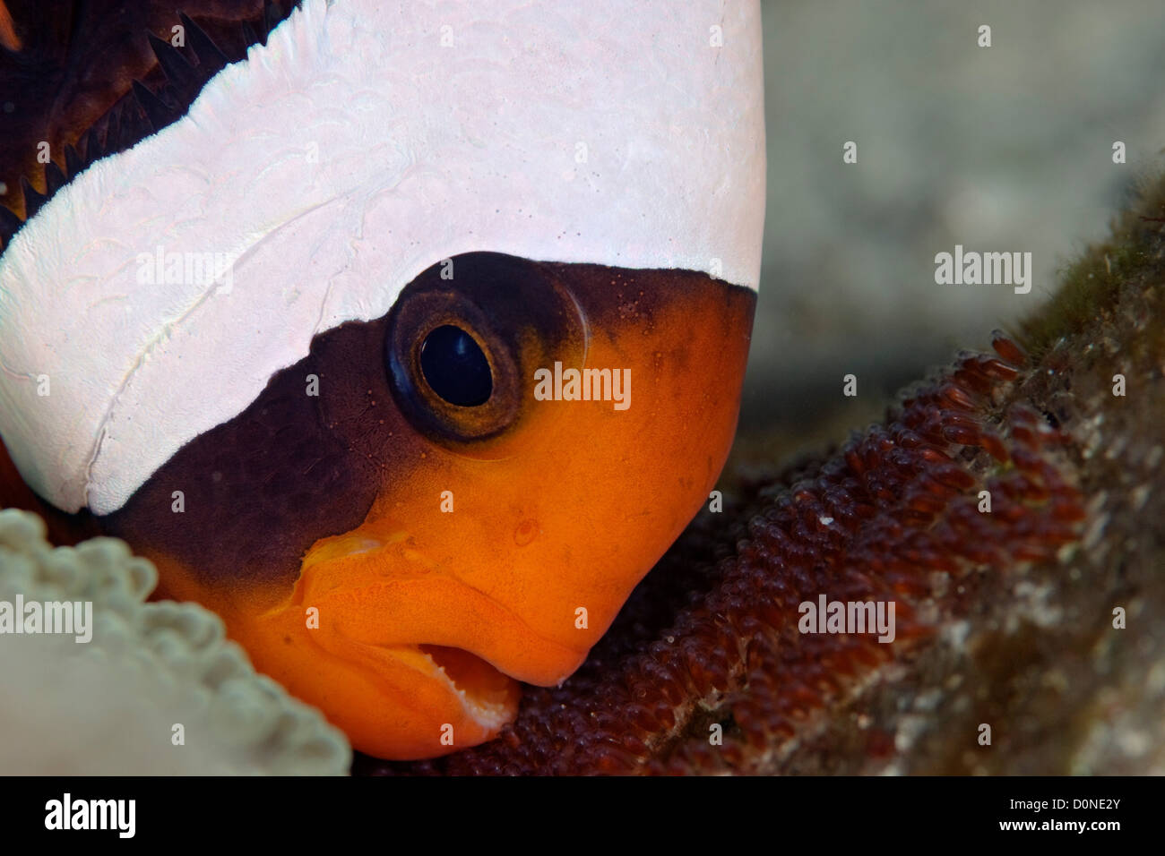 Clownfish life cycle hi-res stock photography and images - Alamy
