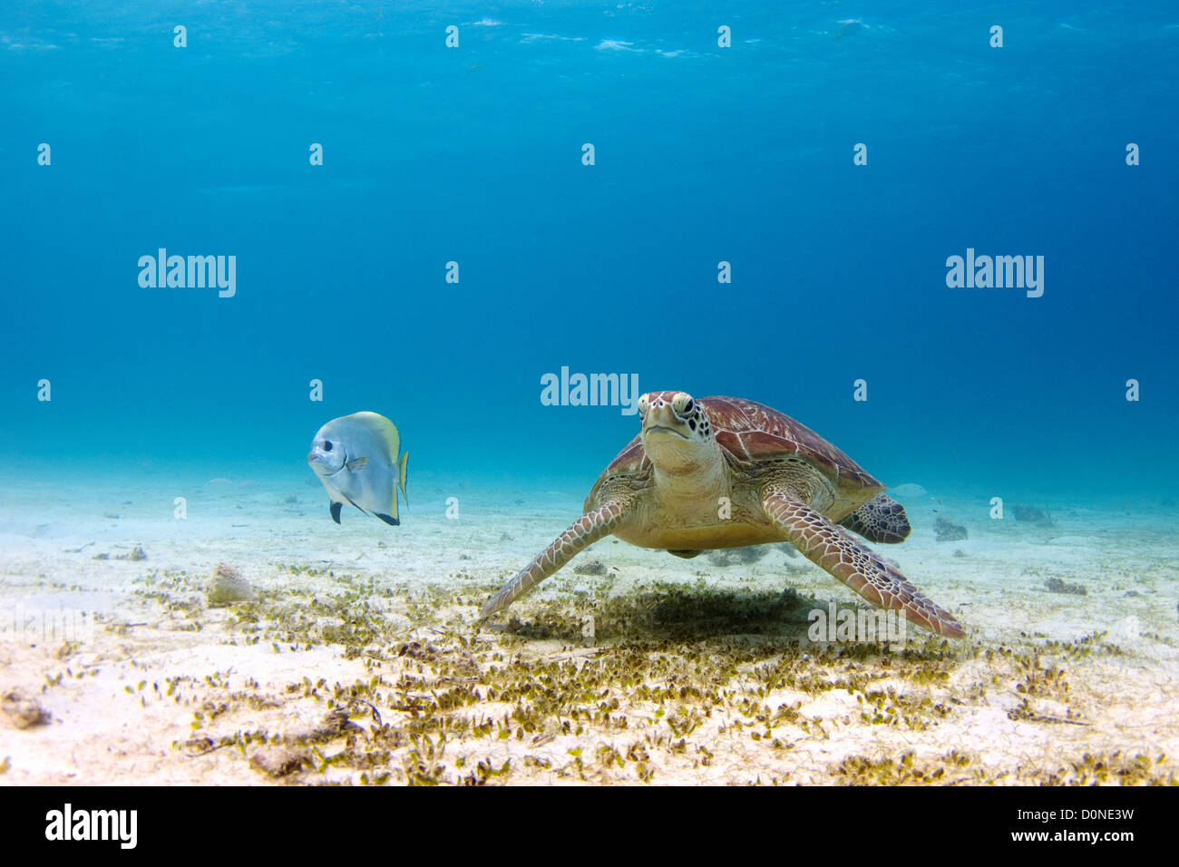 A green sea turtle (Chelonia mydas) golden spadefish (Platax boersii ...