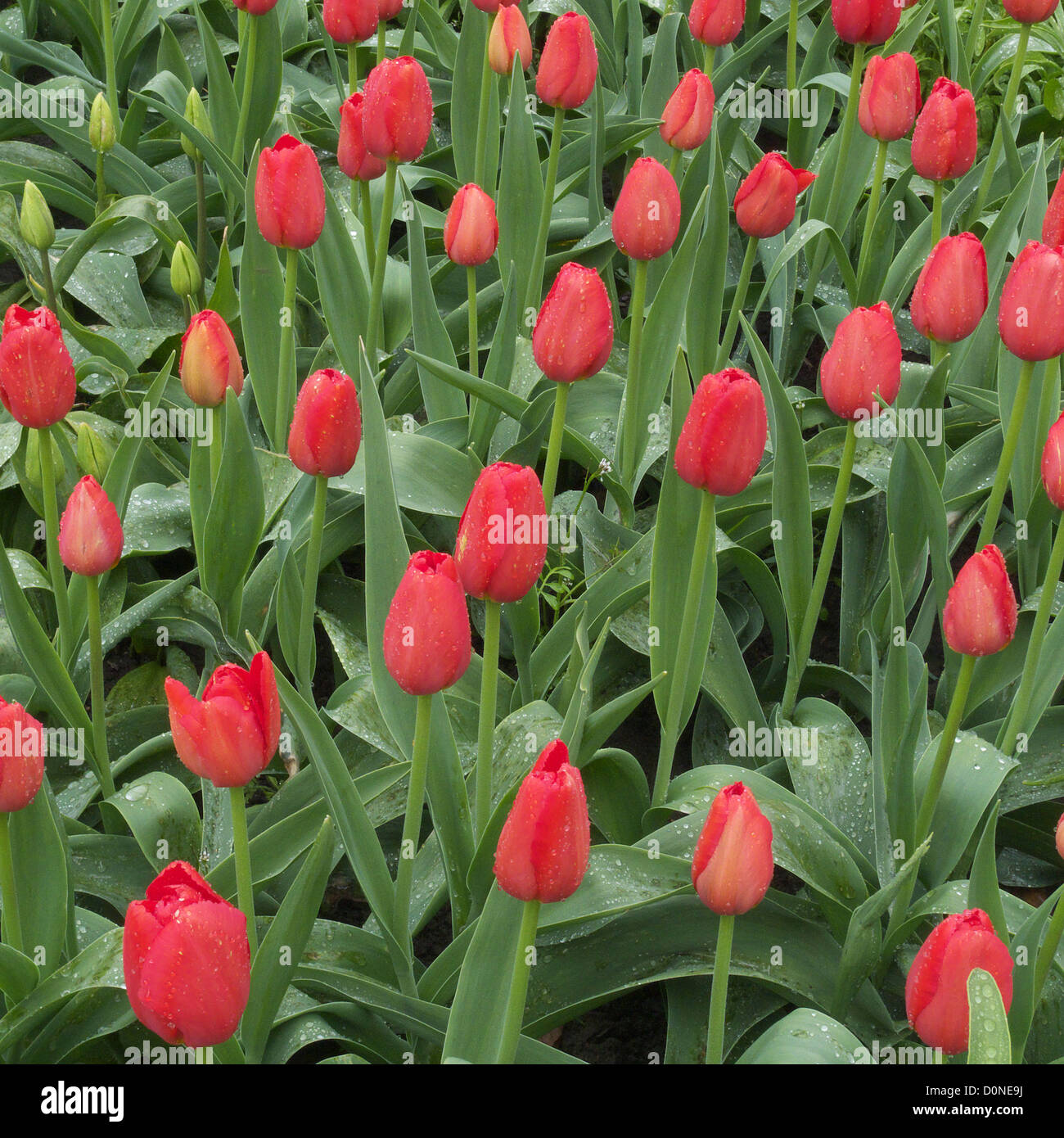 Flowering blooming bulbs hi-res stock photography and images - Alamy