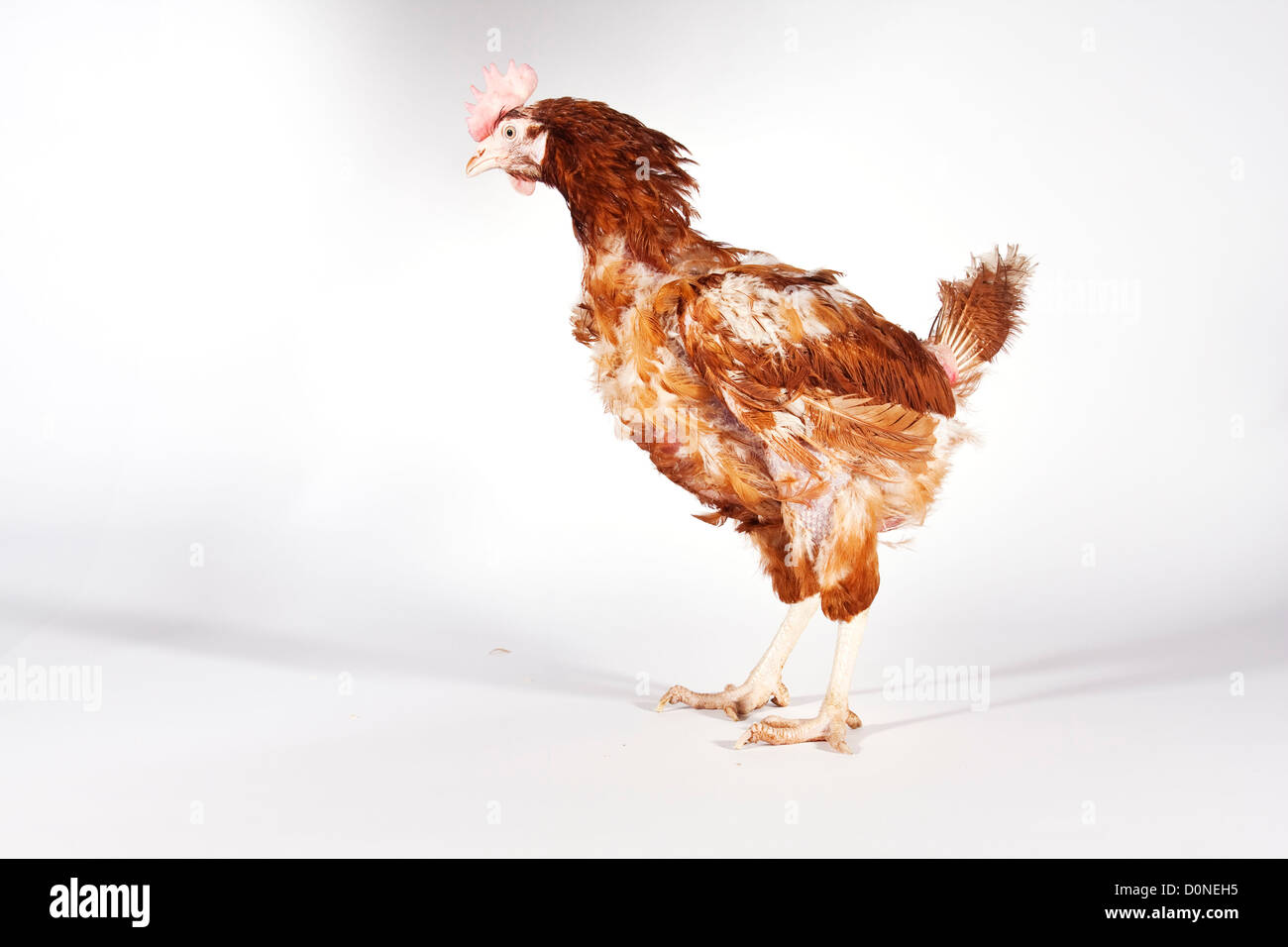 Ex Battery Hen Stock Photo - Alamy