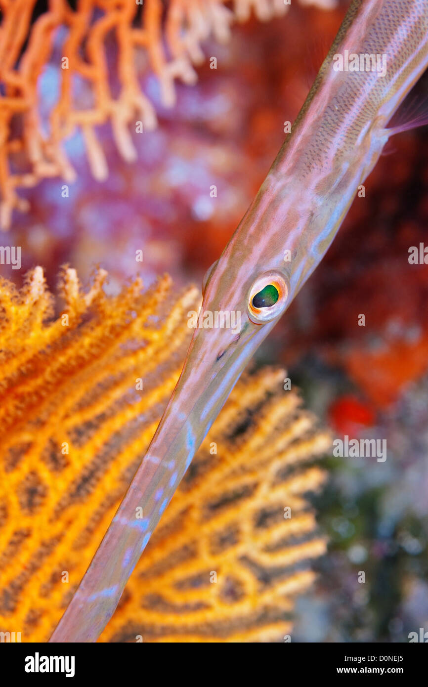 A trumpetfish (Aulostomus chinensis) in the Similan Islands, Thailand ...