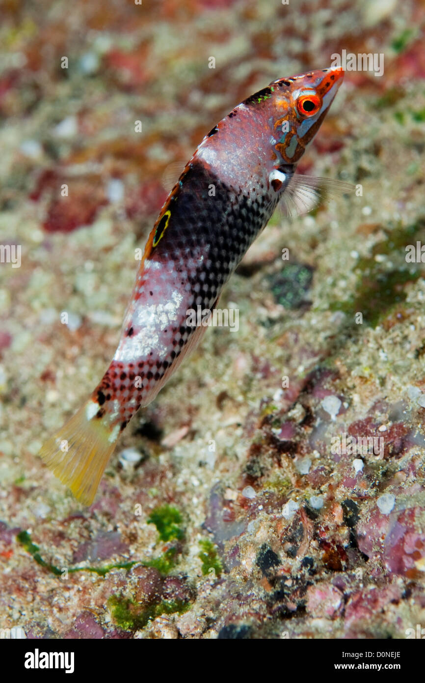 A juvenile checkerboard wrasse (Halichoeres hortulanus) in the Similan ...