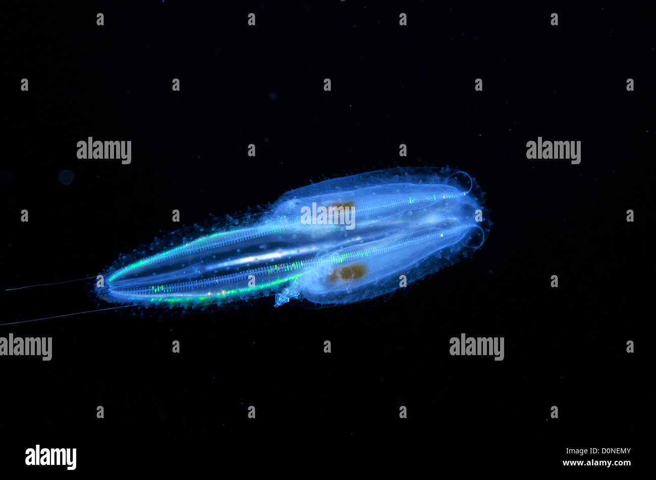 Comb jelly, a pelagic ctenophore, at night, Kona, Hawaii, USA Stock ...