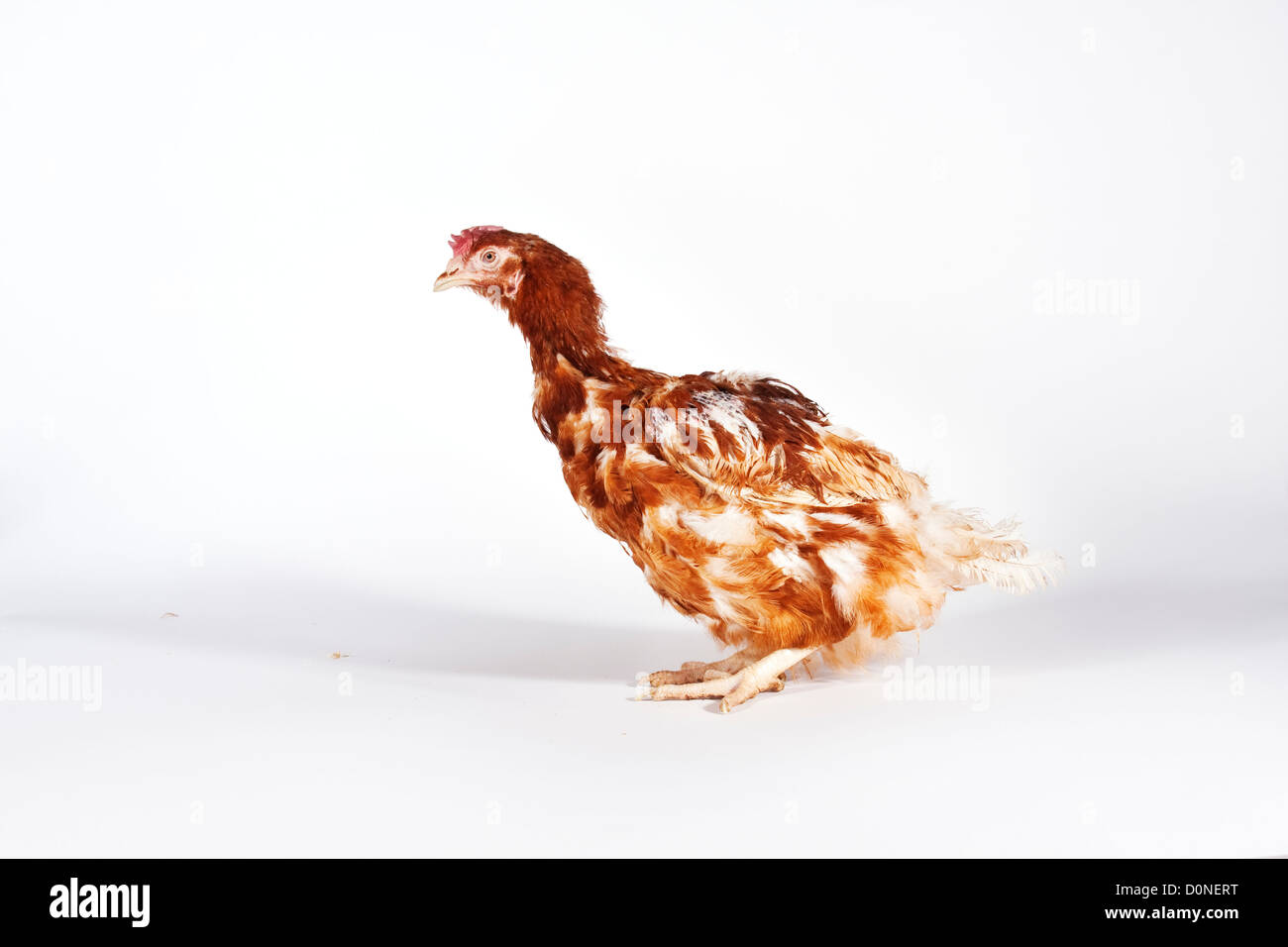 Hen battery hi-res stock photography and images - Alamy