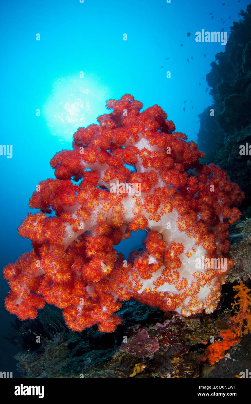 A tree coral, Dendronephthya sp., on a reef in Sabah, Malaysia Stock ...