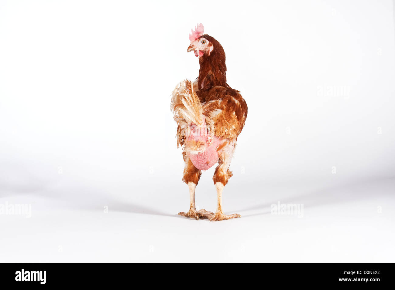 Hen battery hi-res stock photography and images - Alamy