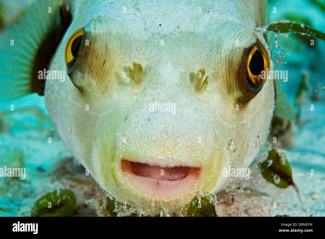 Close up view of a striped puffer, Mabul, Sabah, Malaysia Stock Photo ...