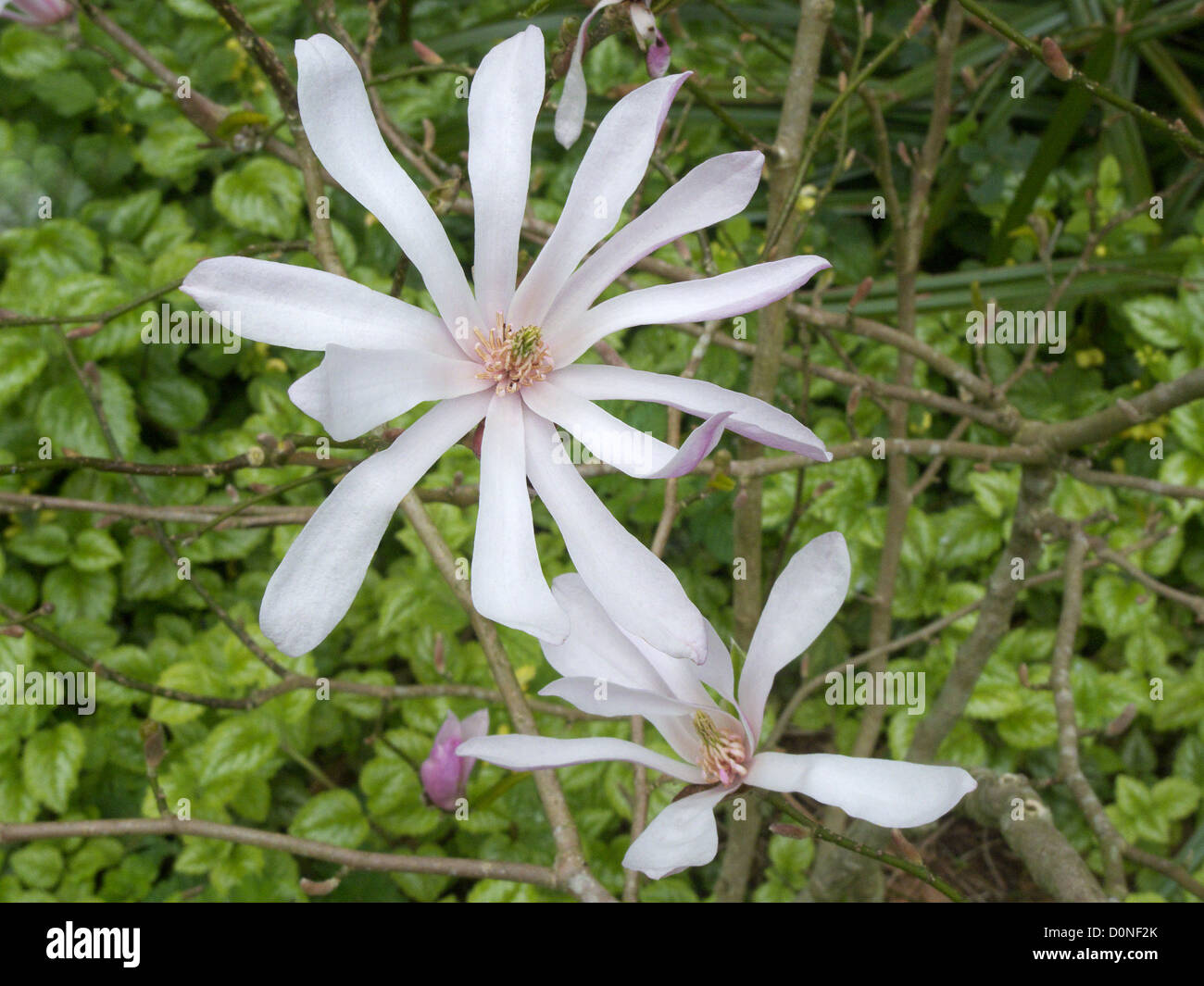 Magnolia x loebneri ' Leonard Messel ' in Flower in Spring, UK Stock ...