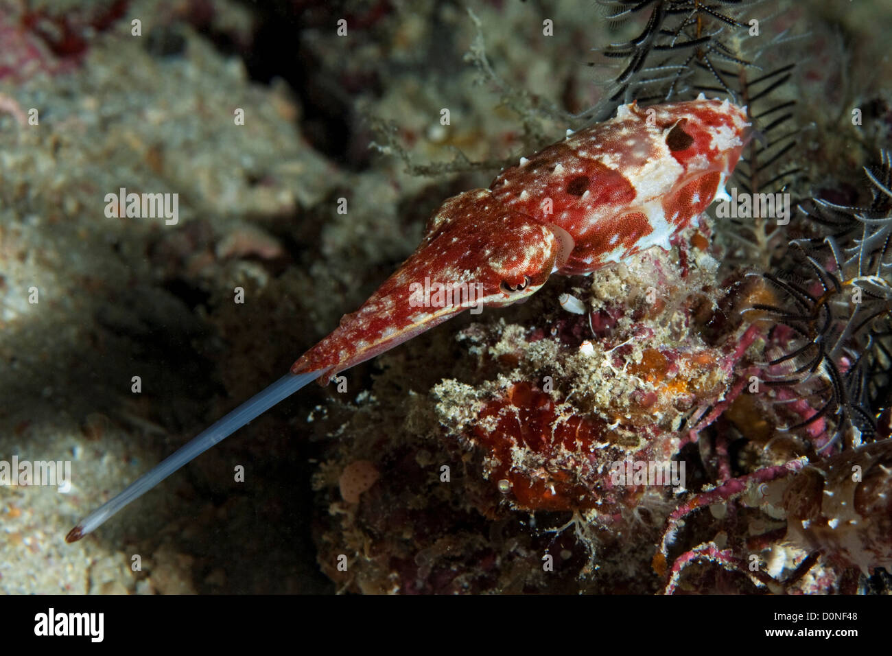 Cuttlefish Feeding