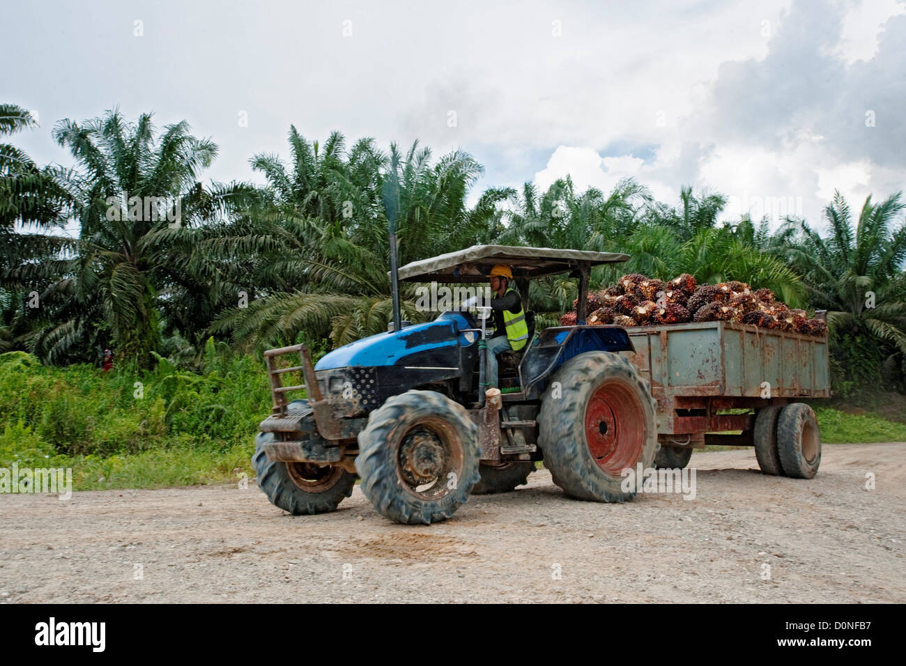 A worker drives truck loaded oil palm fruits in Bintulu Sarawak ...