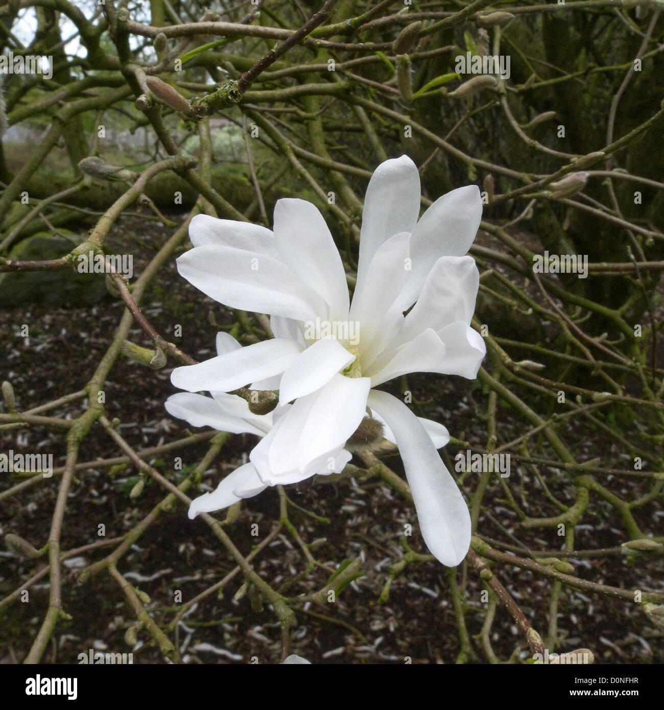 White Royal Star Magnolia Tree High Resolution Stock Photography and ...