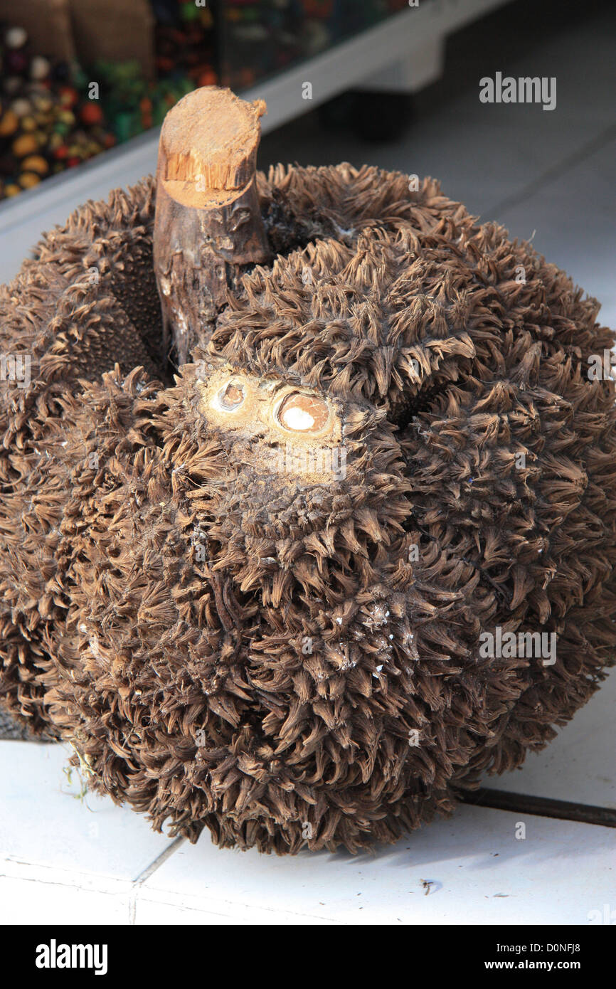 tagua seed in Ecuador Stock Photo - Alamy