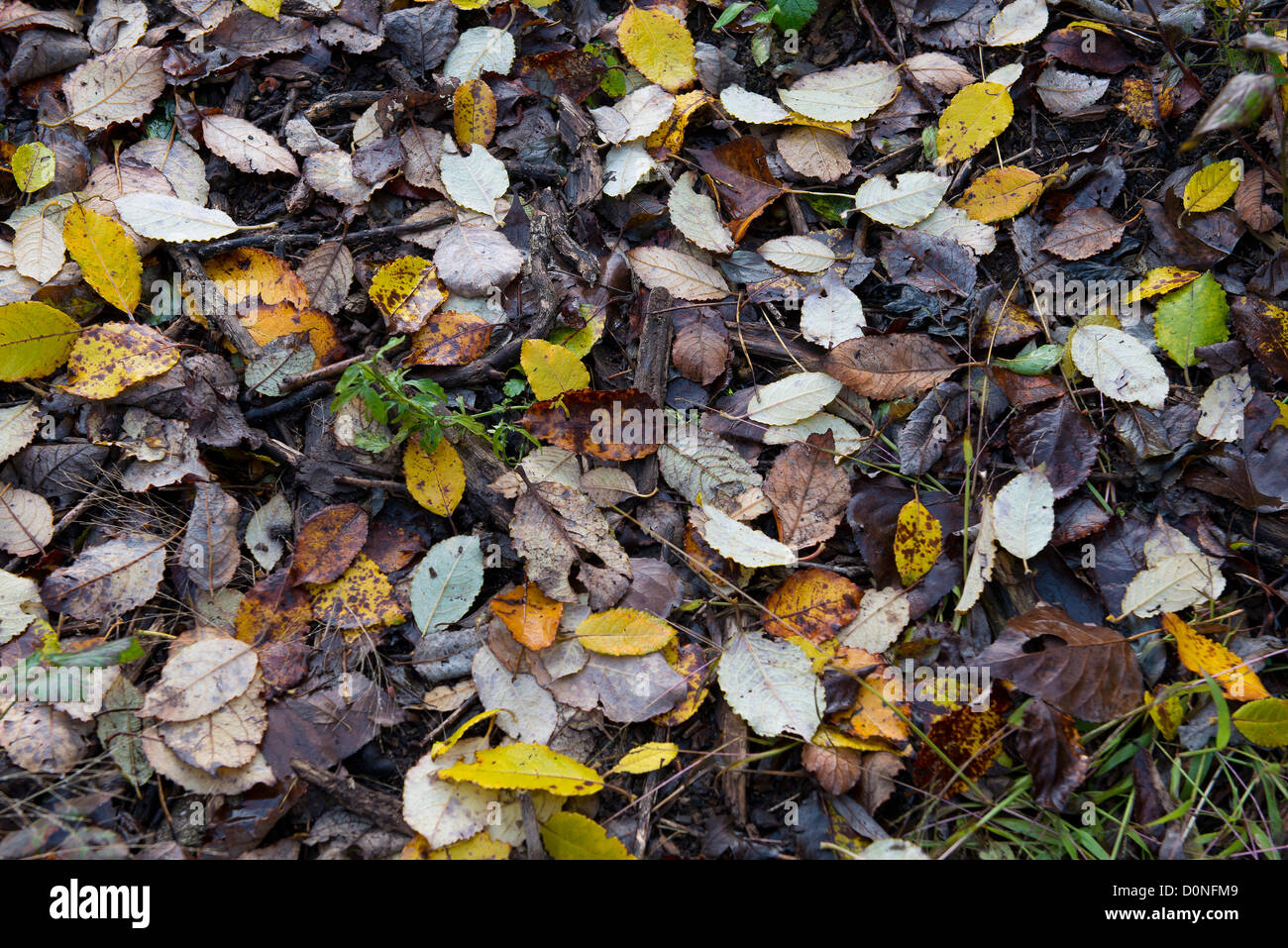 foliage on the earth in autumn Stock Photo - Alamy