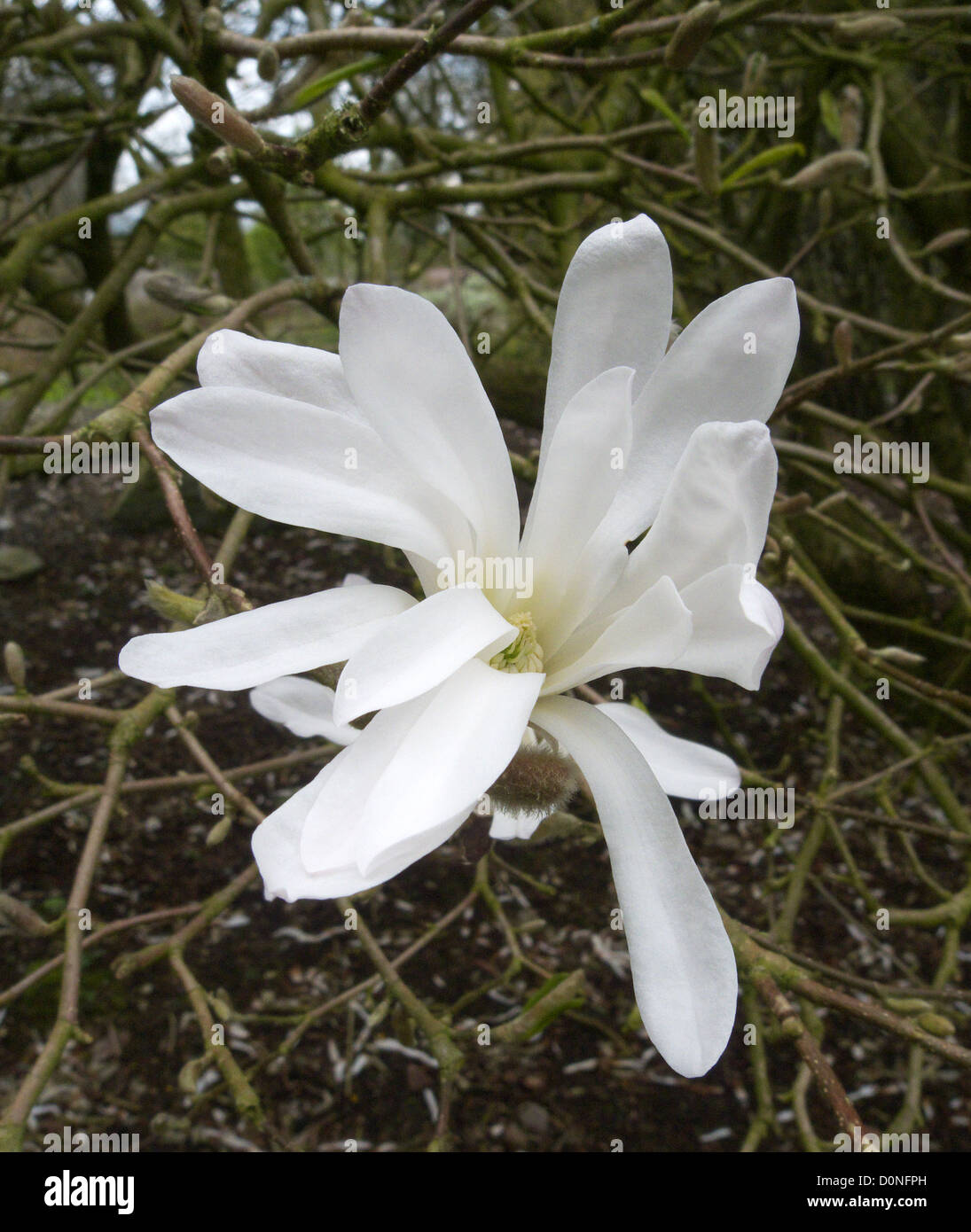 White royal star magnolia tree hi-res stock photography and images - Alamy