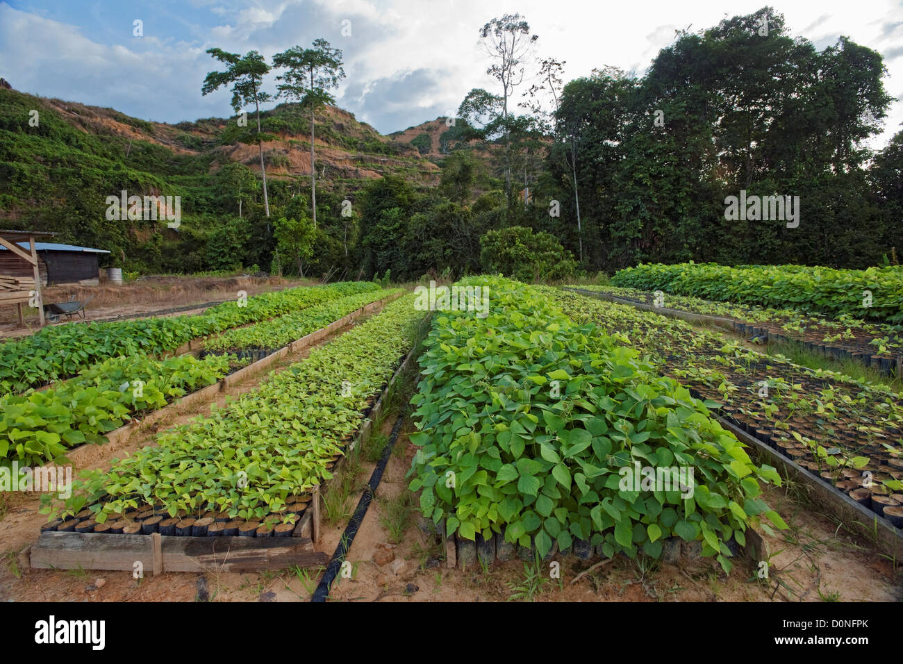 Ground-cover seedlings oil palm plantation in Malaysia. After land is ...
