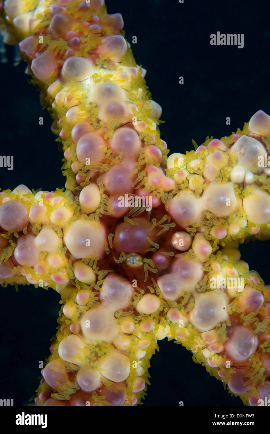 A warty starfish, (Echinaster callosus), on a reef at Kungkungan Bay ...