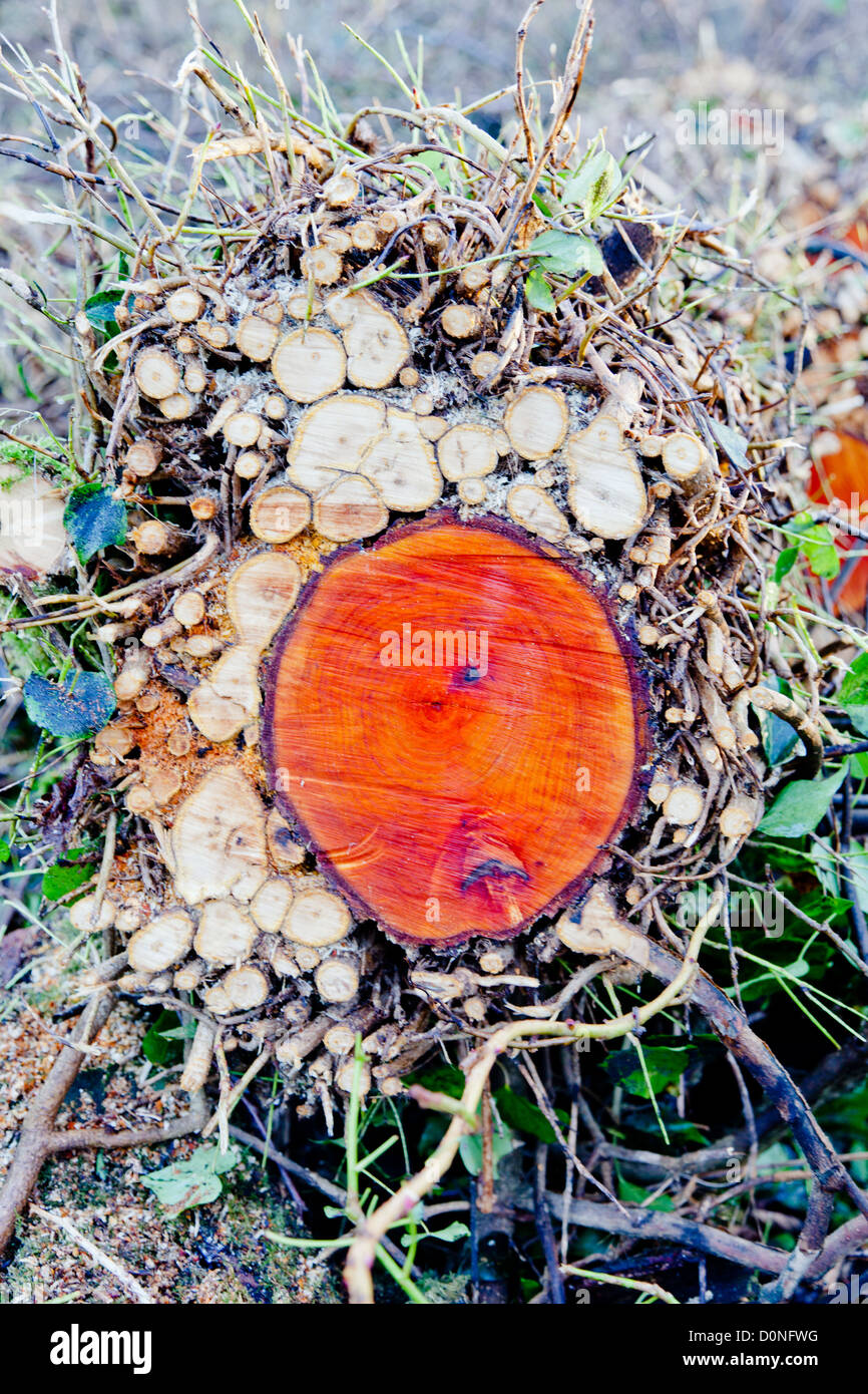 Strangled tree hi-res stock photography and images - Alamy