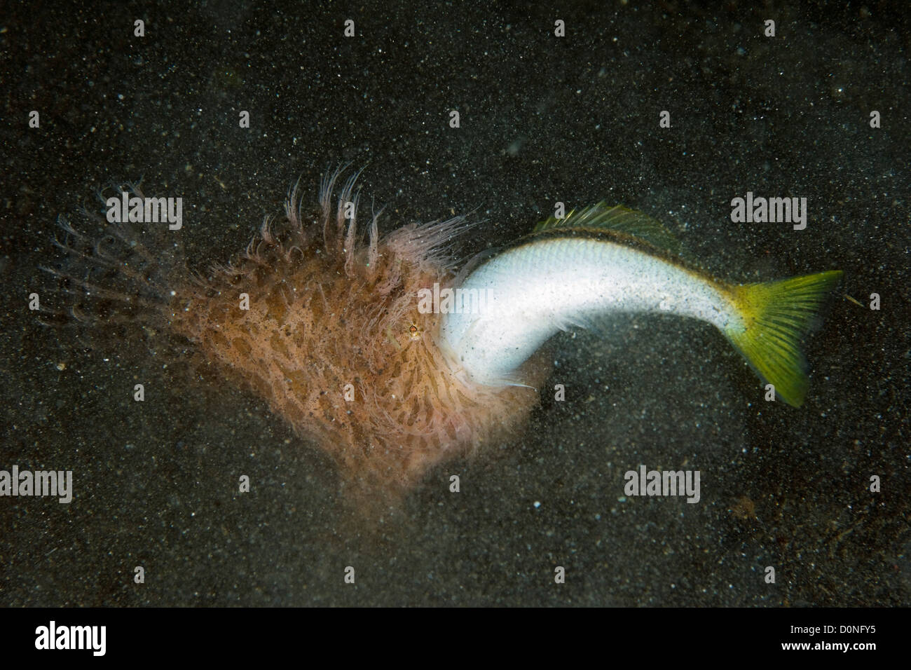 A shaggy frogfish (Antennarius hispidus) swallowing fish Kungkungan Bay ...