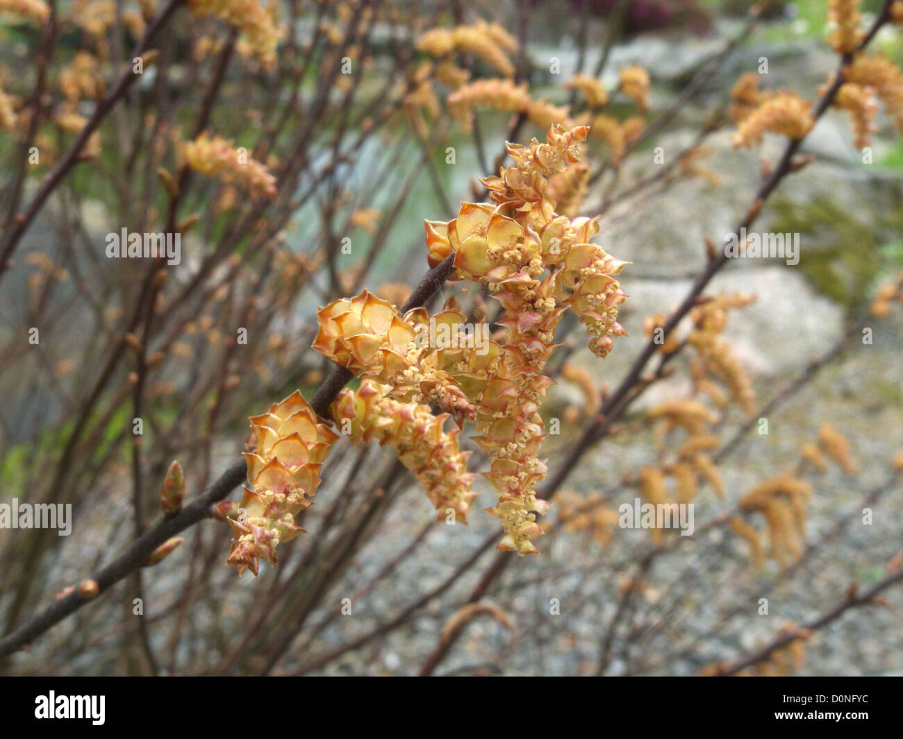 Myrica gale ( Bog Myrtle, Sweet Gale or Sweet Bayberry ) with Male ...