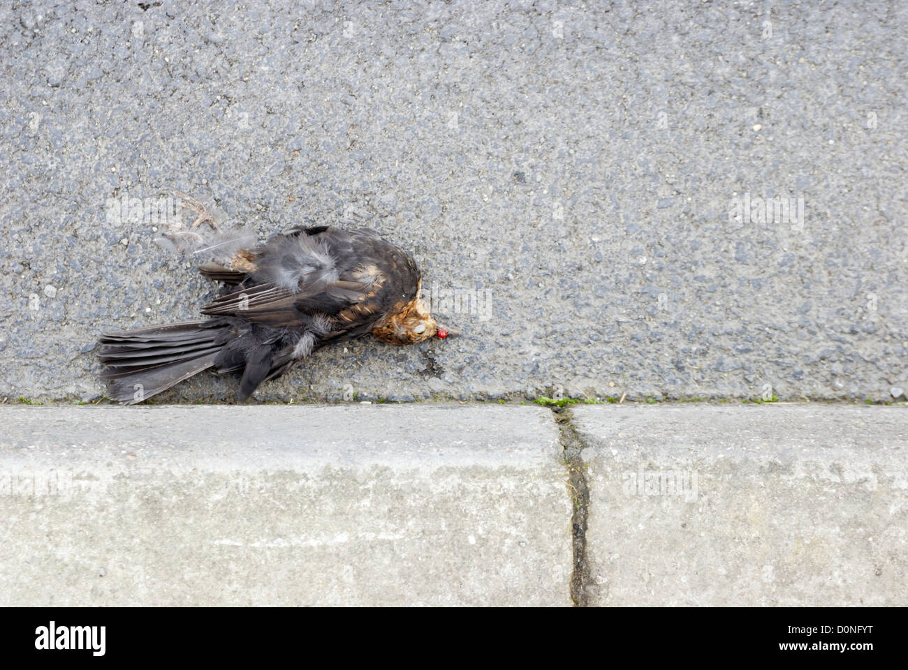 Dead Blackbird at the kerbside, Wales, UK Stock Photo - Alamy