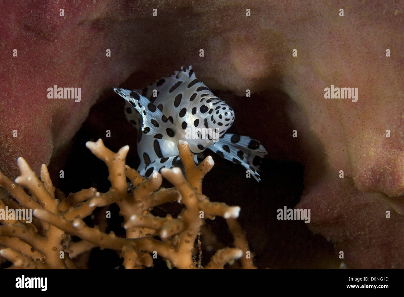 Spotted Barramundi High Resolution Stock Photography and Images - Alamy
