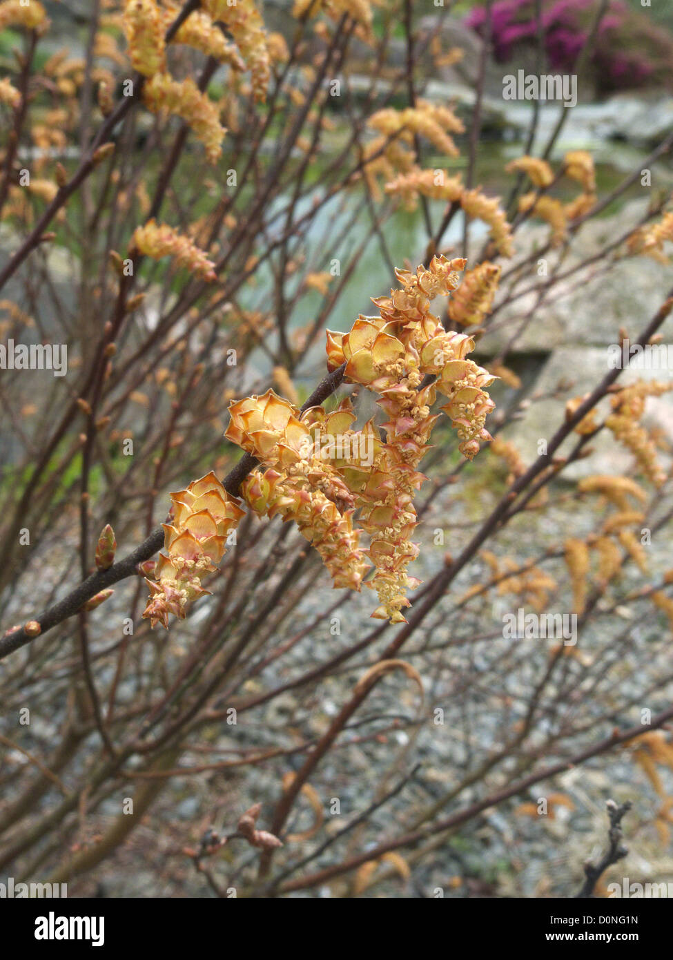 Myrica gale ( Bog Myrtle, Sweet Gale or Sweet Bayberry ) with Male ...