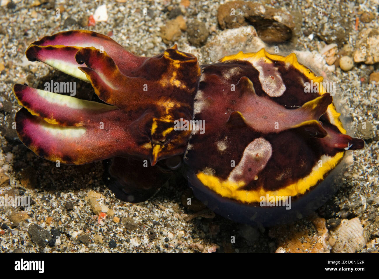 A flamboyant cuttlefish, (Metasepia pfefferi), on the reef at ...