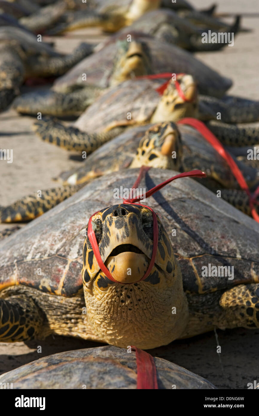 Dead sea turtles are lined up on dock after being unloaded boat ...