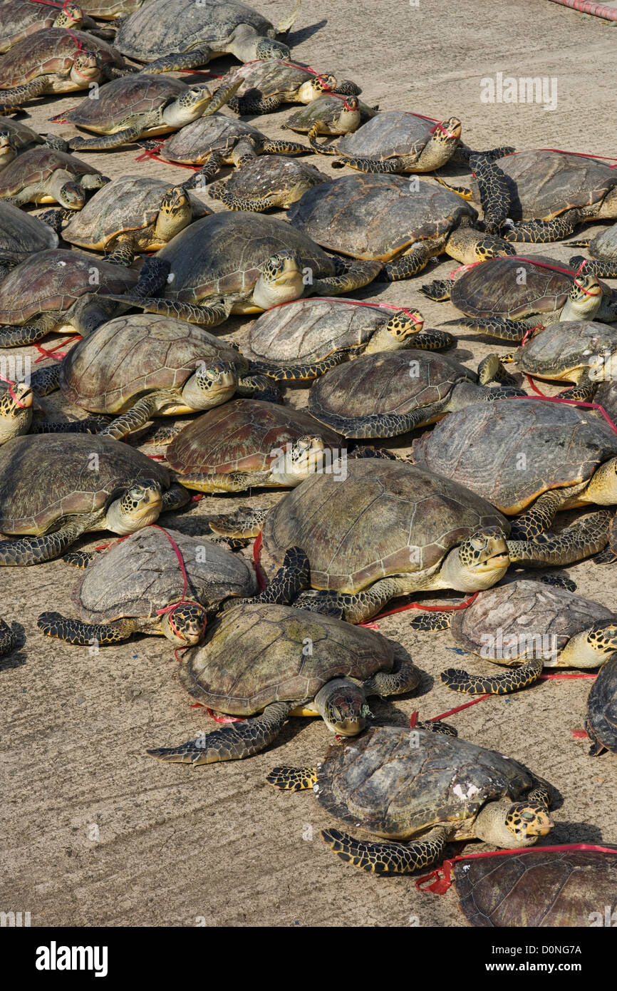 Dead sea turtles are lined up on dock after being unloaded boat ...