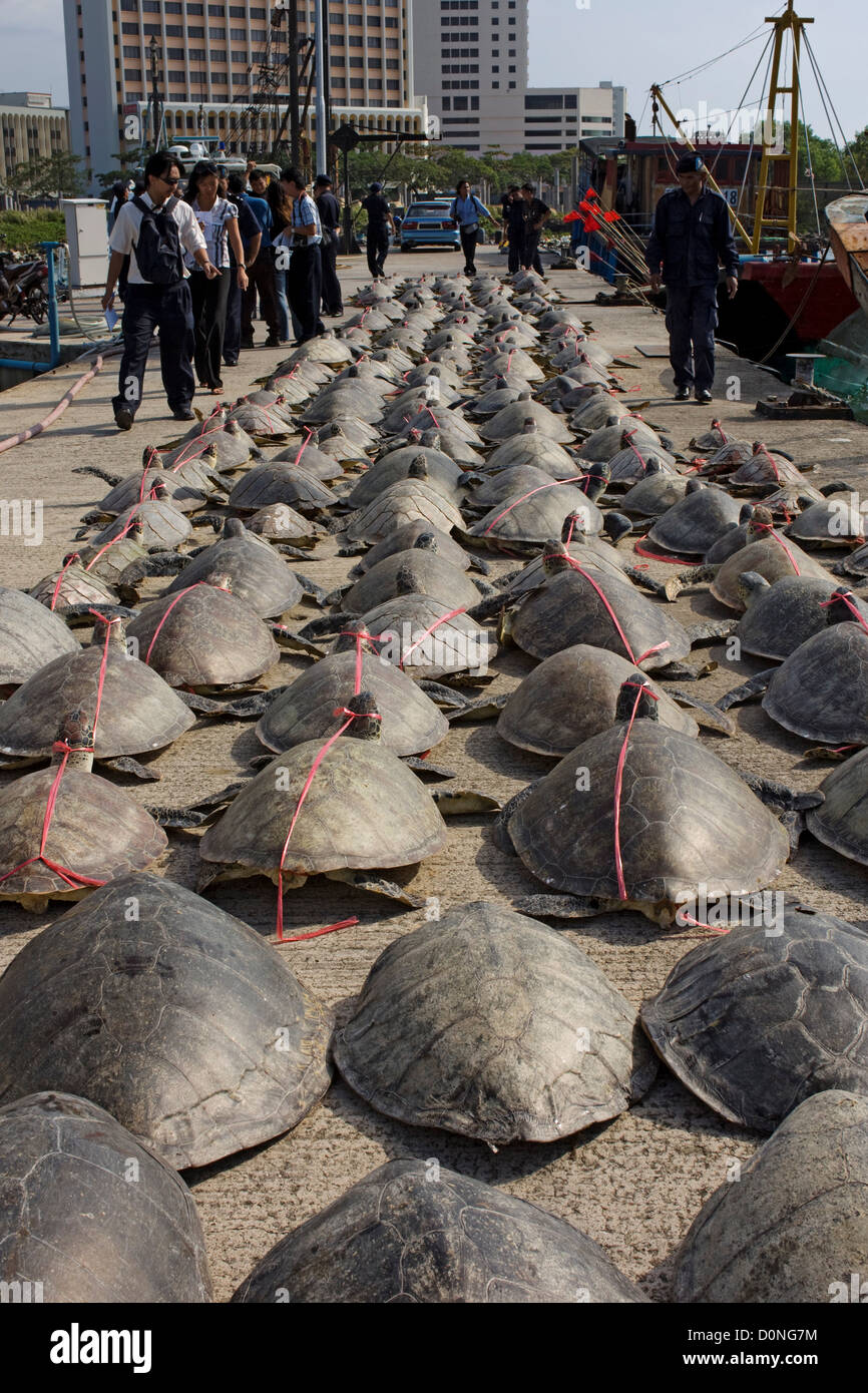 Sea turtle poaching hi-res stock photography and images - Alamy
