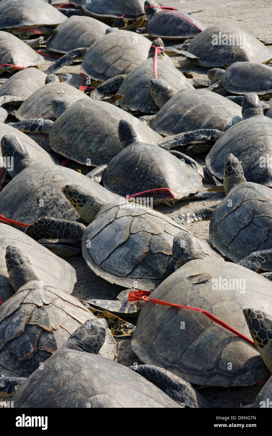 Dead sea turtles are lined up on dock after being unloaded boat ...