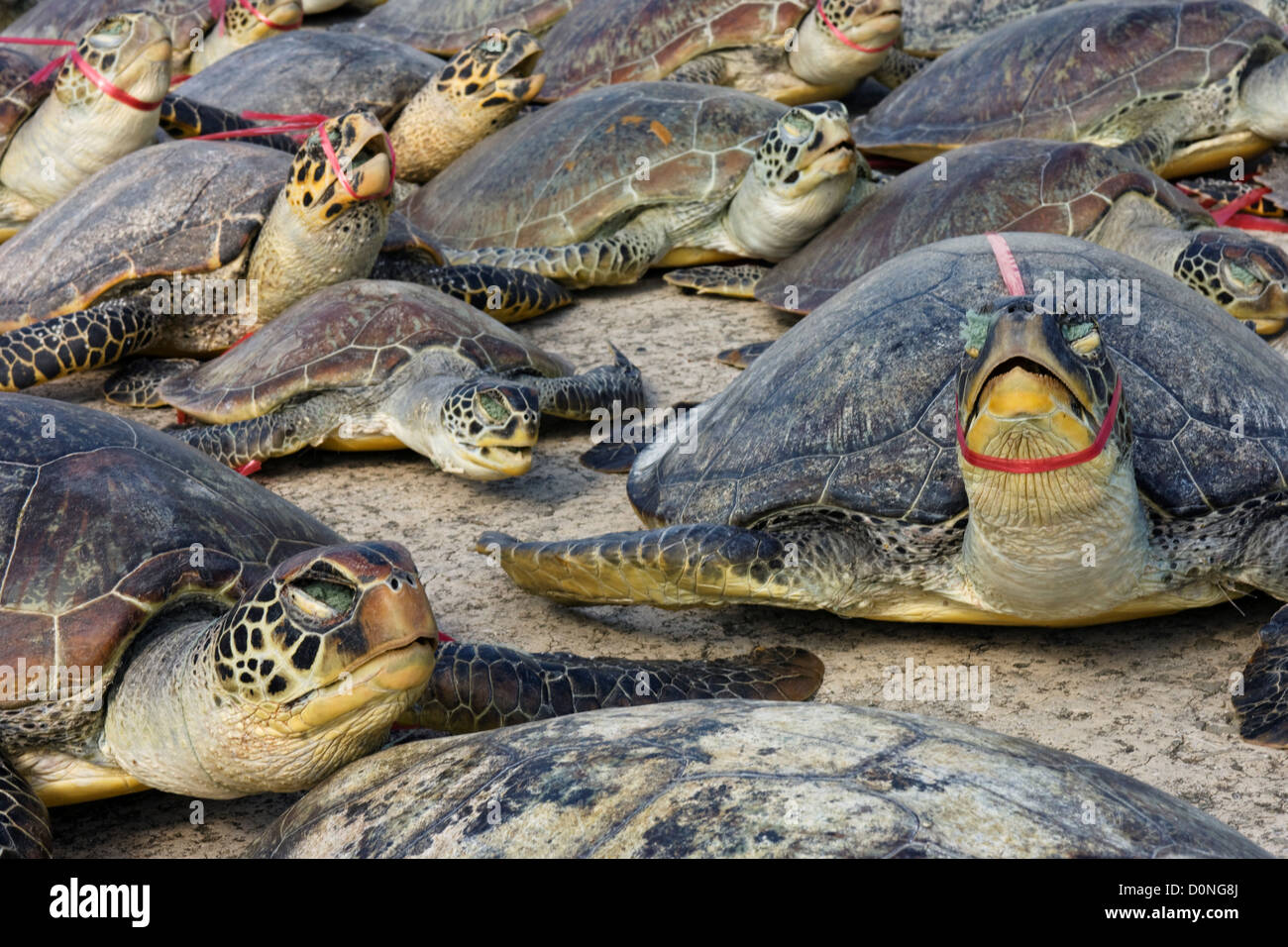 Dead sea turtles are lined up on dock after being unloaded boat ...