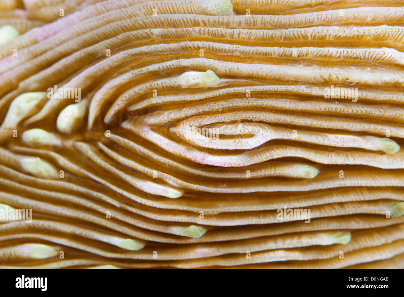 A close up view of mushroom coral, (Fungiidae), Raja Ampat Islands ...