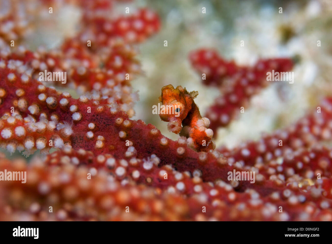 Denise's pygmy seahorse (Hippocampus denise) on a sea fan, Raja Ampat ...