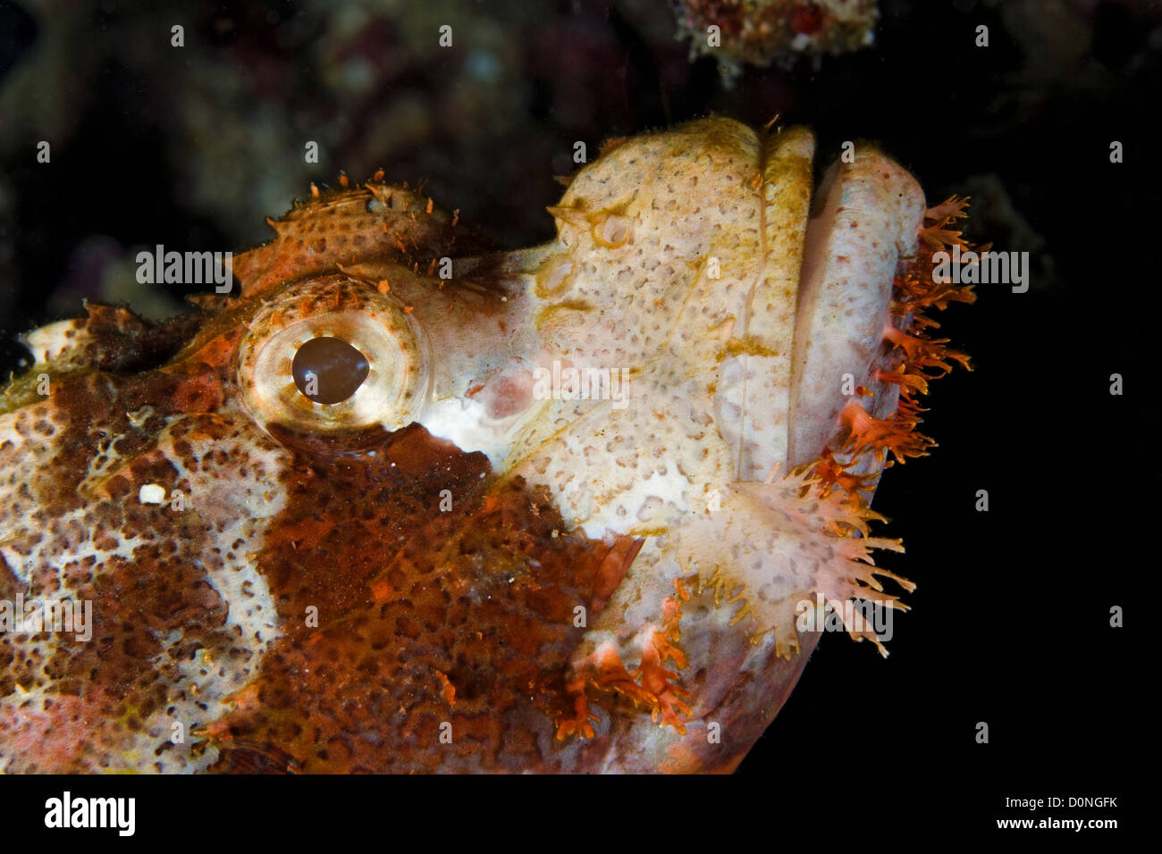 Close up of a scorpionfish, in the Scorpaenopsis genus, Raja Ampat ...